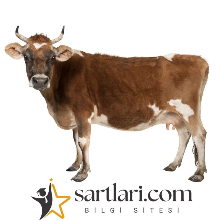 Sığır Cinsleri Neler? 7 Popüler Sığır Irkı - Şartları Neler