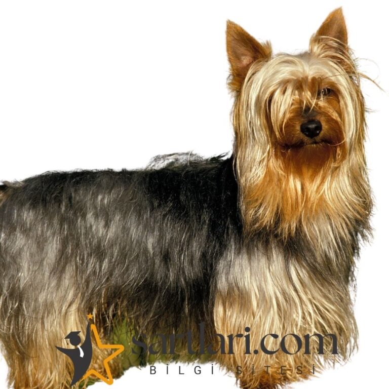 Silky Terrier, Avustralya İpeksi Teriyeri Bakımı Özellikleri - Şartları ...